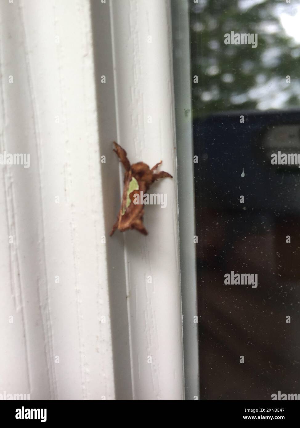Spiny Oak-slug Moth (Euclea delphinii) Insecta Stock Photo - Alamy