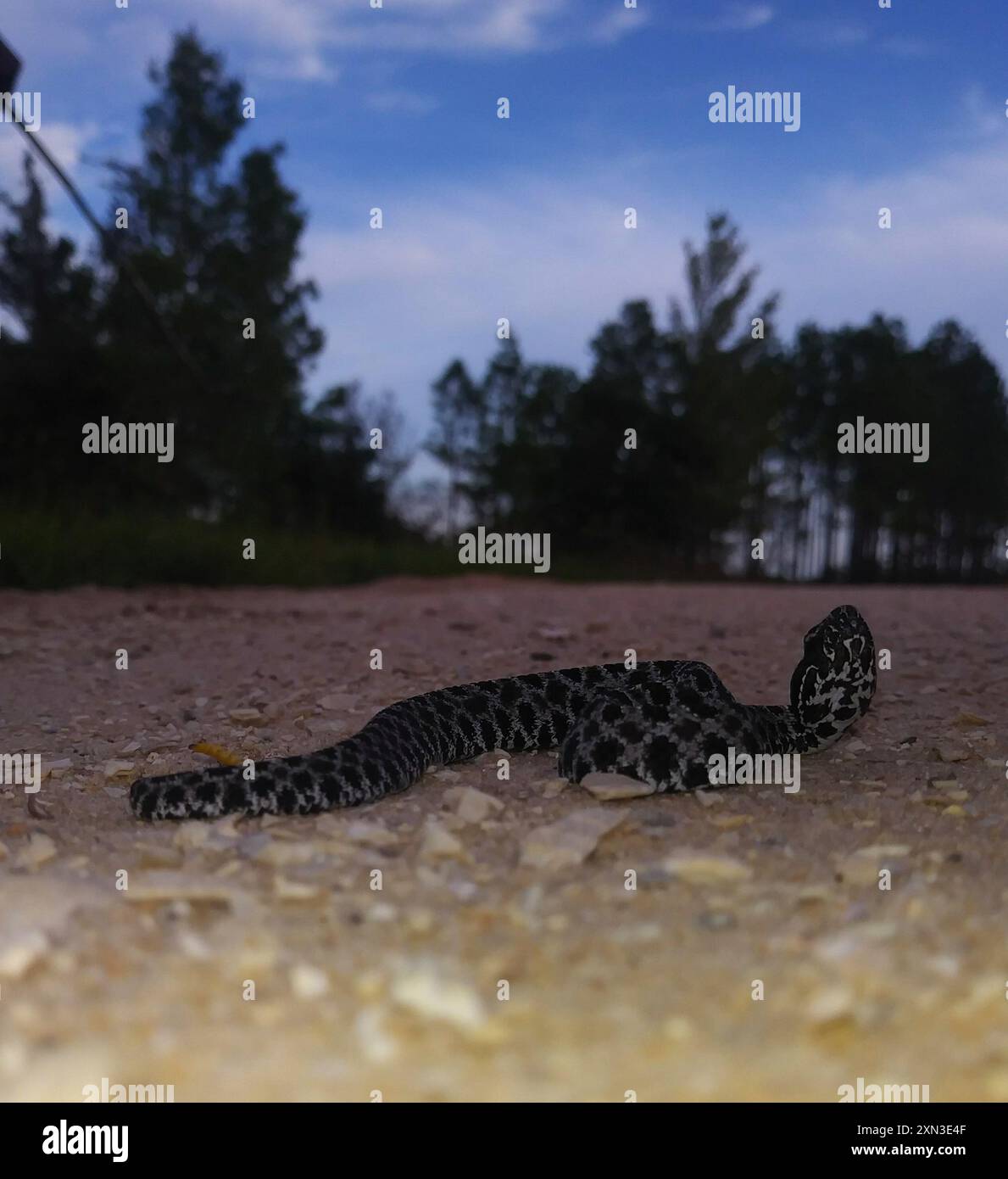 Dusky Pygmy Rattlesnake (Sistrurus miliarius barbouri) Reptilia Stock ...