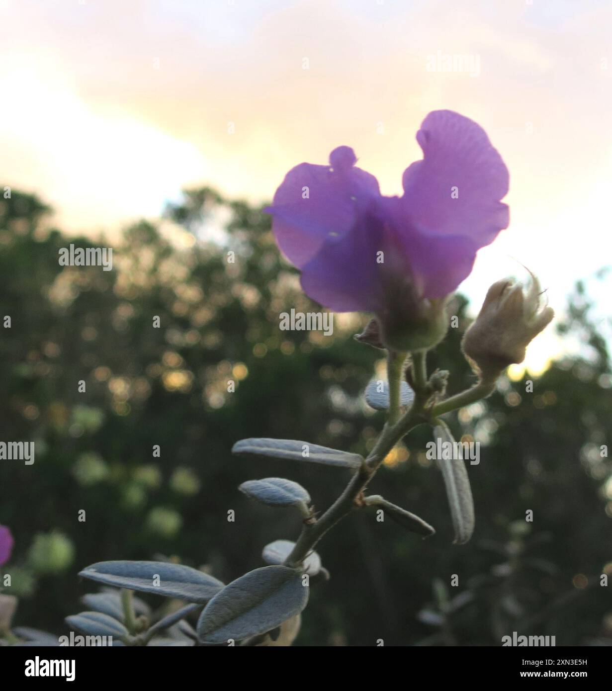 Hairy Capesweetpea (Podalyria burchellii) Plantae Stock Photo - Alamy