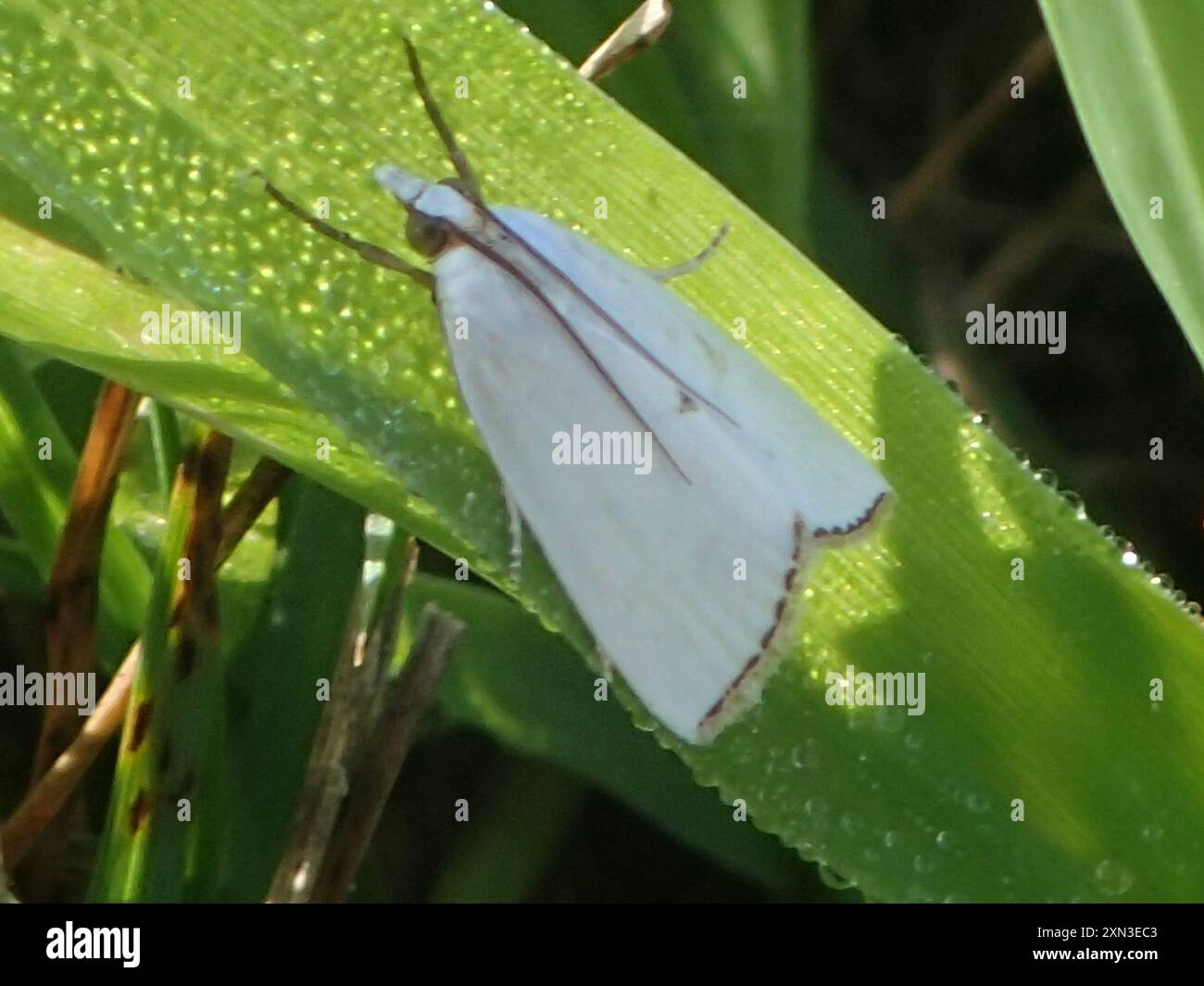 Snowy Urola Moth (Urola nivalis) Insecta Stock Photo - Alamy