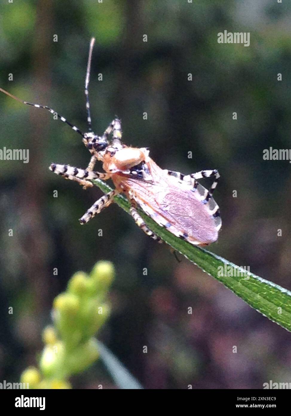 Ringed Assassin Bug (Pselliopus cinctus) Insecta Stock Photo - Alamy