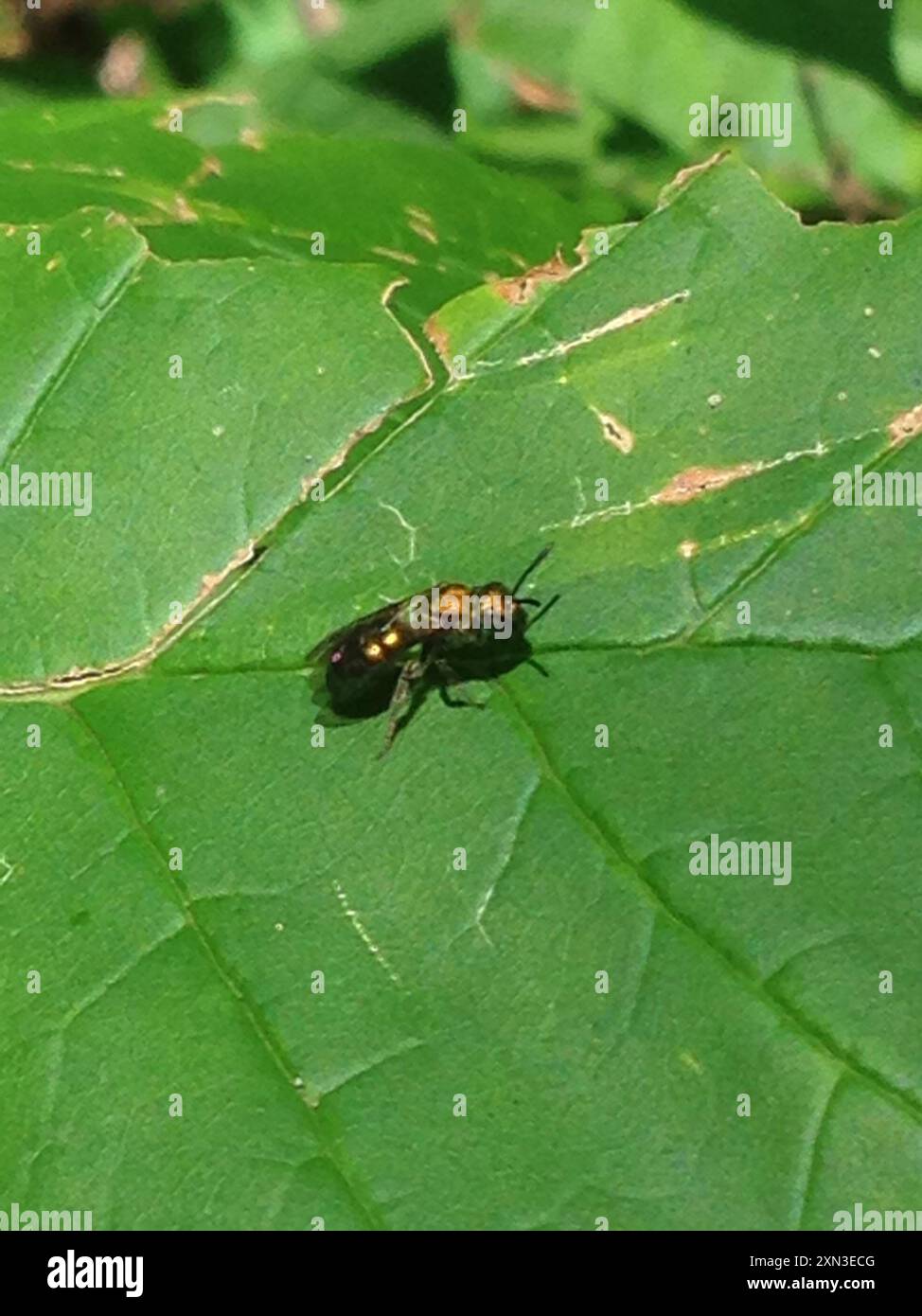 Augochlora pure hi-res stock photography and images - Alamy