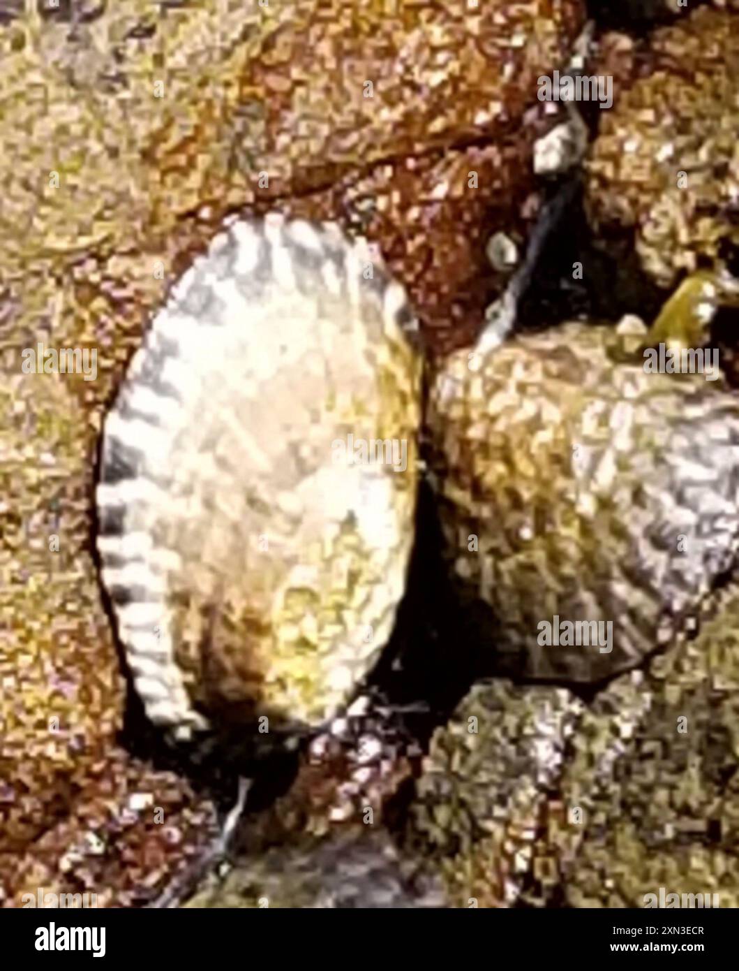 Owl Limpet (Lottia gigantea) Mollusca Stock Photo - Alamy