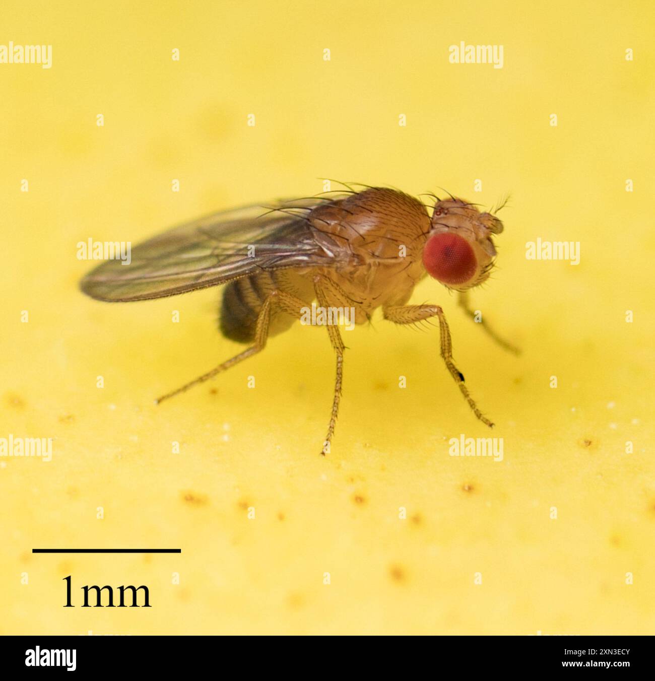 Common Fruit Fly (Drosophila melanogaster) Insecta Stock Photo - Alamy
