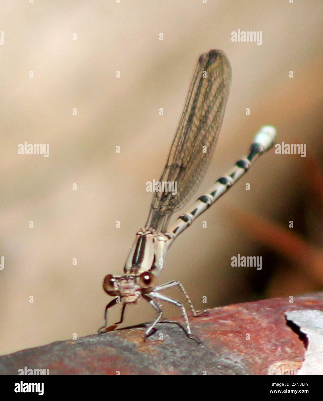 Springwater Dancer (Argia funebris) Insecta Stock Photo - Alamy