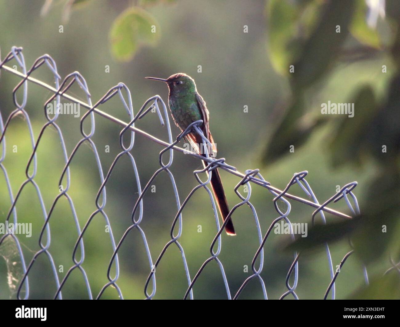 Red-tailed Comet (Sappho sparganurus) Aves Stock Photo - Alamy