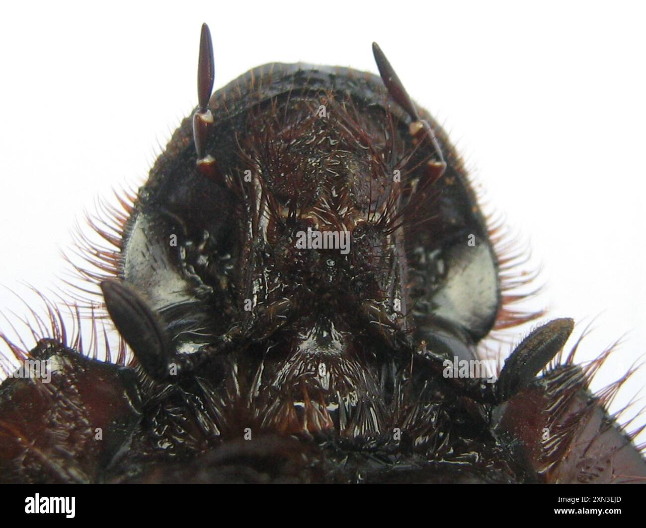 Giant Dung Beetles (Heliocopris) Insecta Stock Photo - Alamy