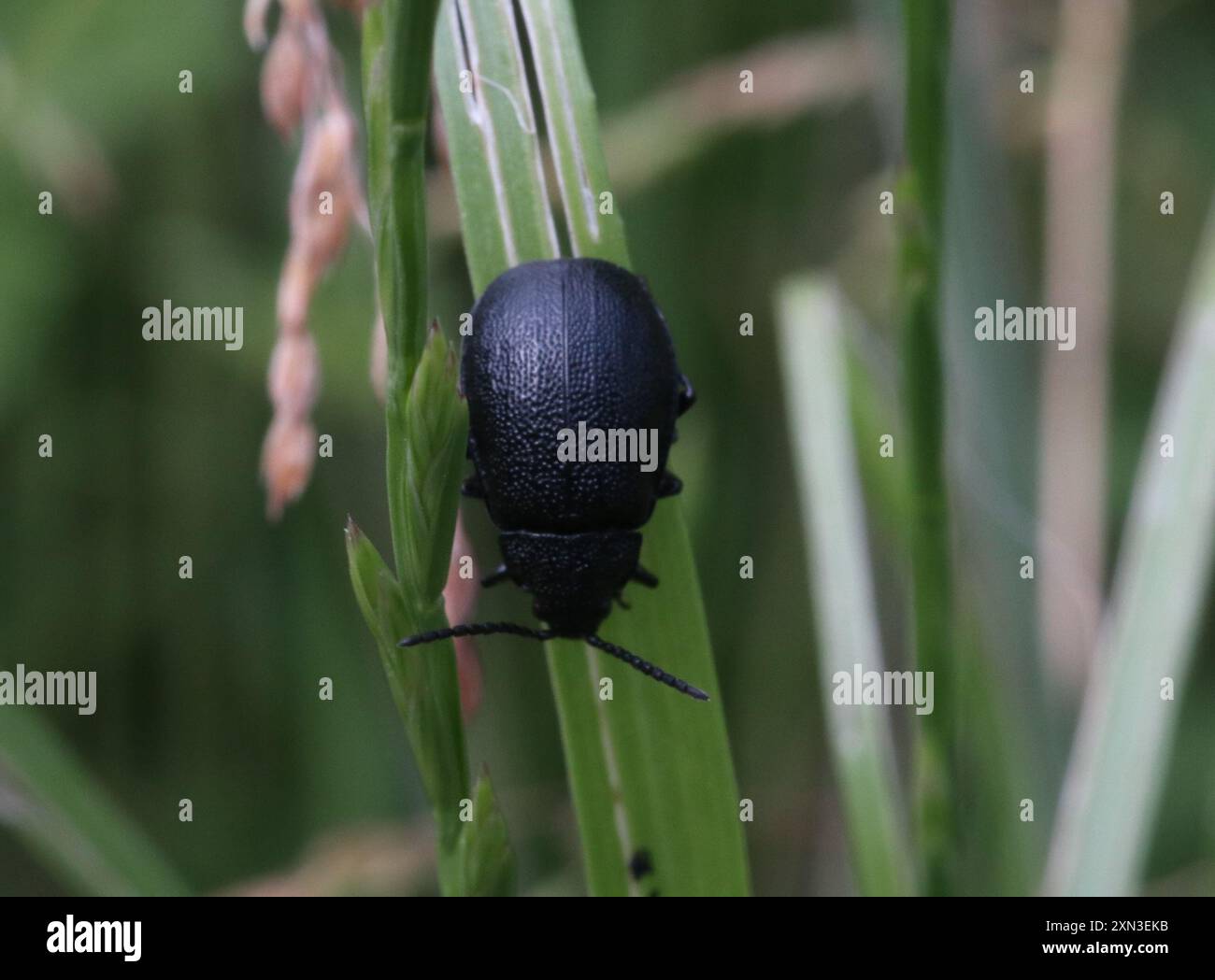 black-punctured leaf beetle (Galeruca tanaceti) Insecta Stock Photo - Alamy