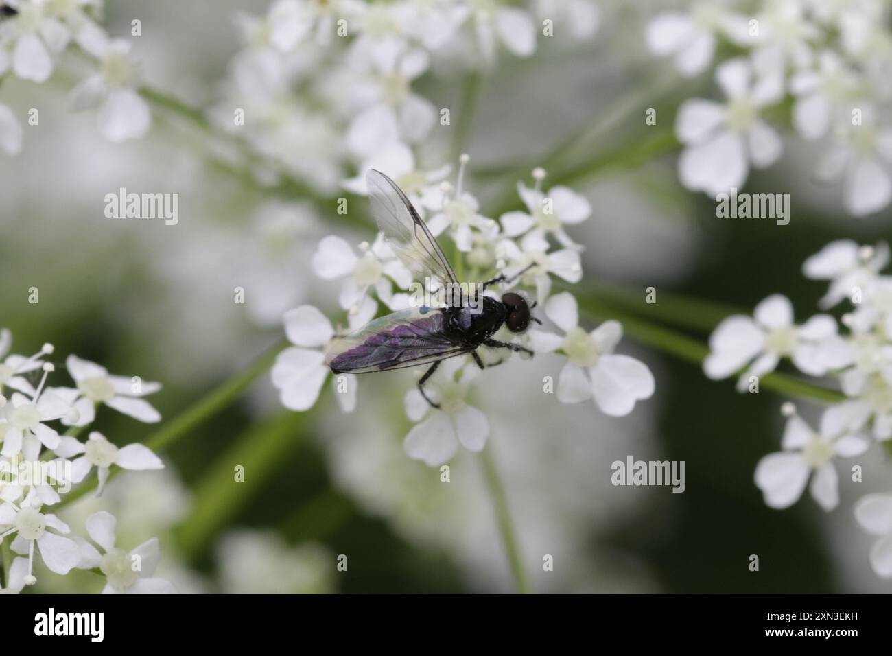 Fever Fly (Dilophus febrilis) Insecta Stock Photo - Alamy