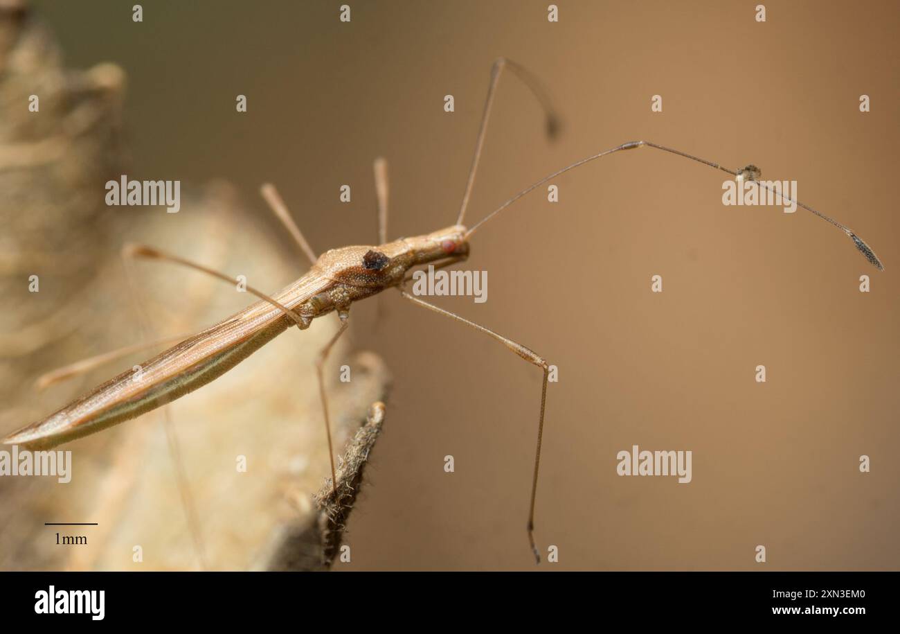 Stilt Bugs (Berytidae) Insecta Stock Photo - Alamy