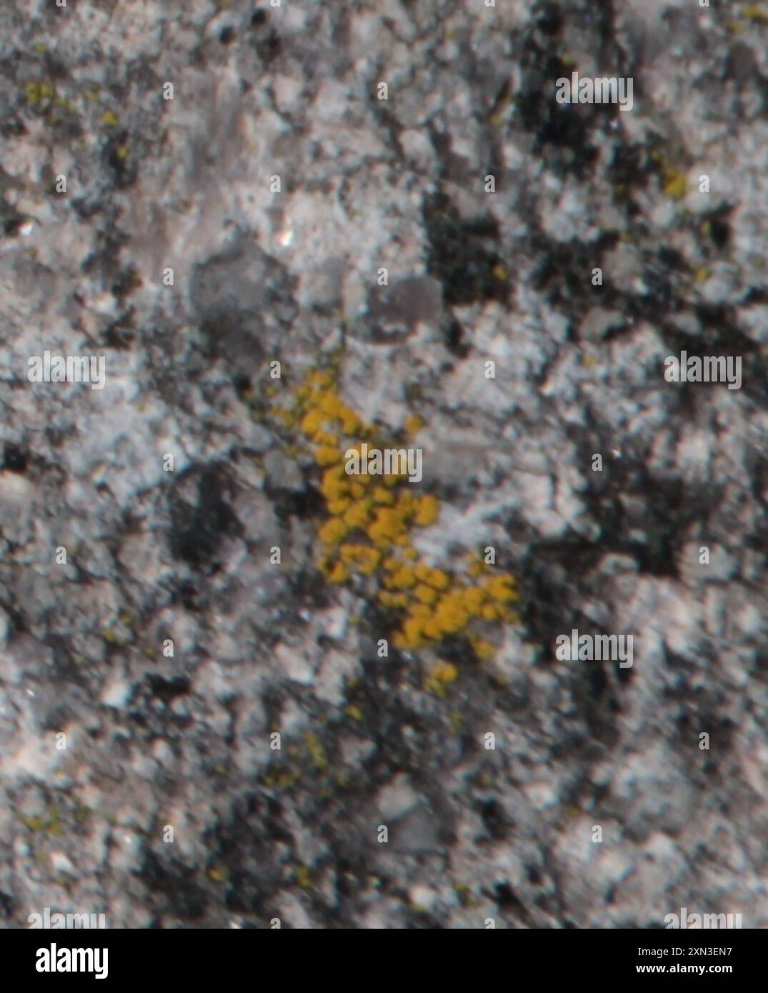 Common Goldspeck (Candelariella vitellina) Fungi Stock Photo - Alamy