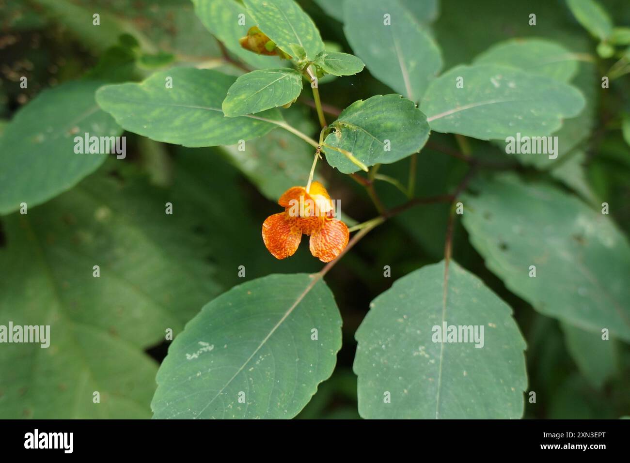 common jewelweed (Impatiens capensis) Plantae Stock Photo - Alamy