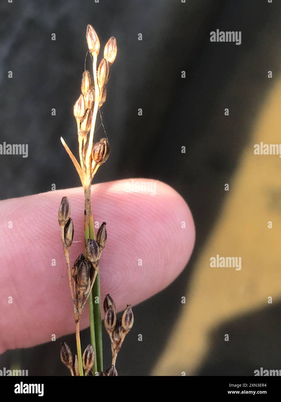 Saltmeadow Rush (Juncus gerardi) Plantae Stock Photo - Alamy
