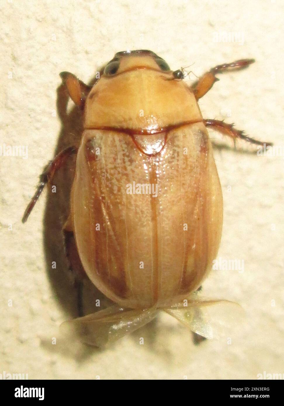Pale and Green Leaf Chafers (Anomala) Insecta Stock Photo - Alamy