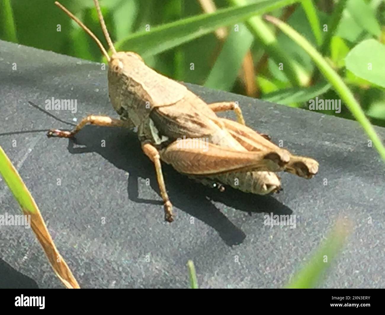 New Zealand Grasshopper (Phaulacridium marginale) Insecta Stock Photo ...
