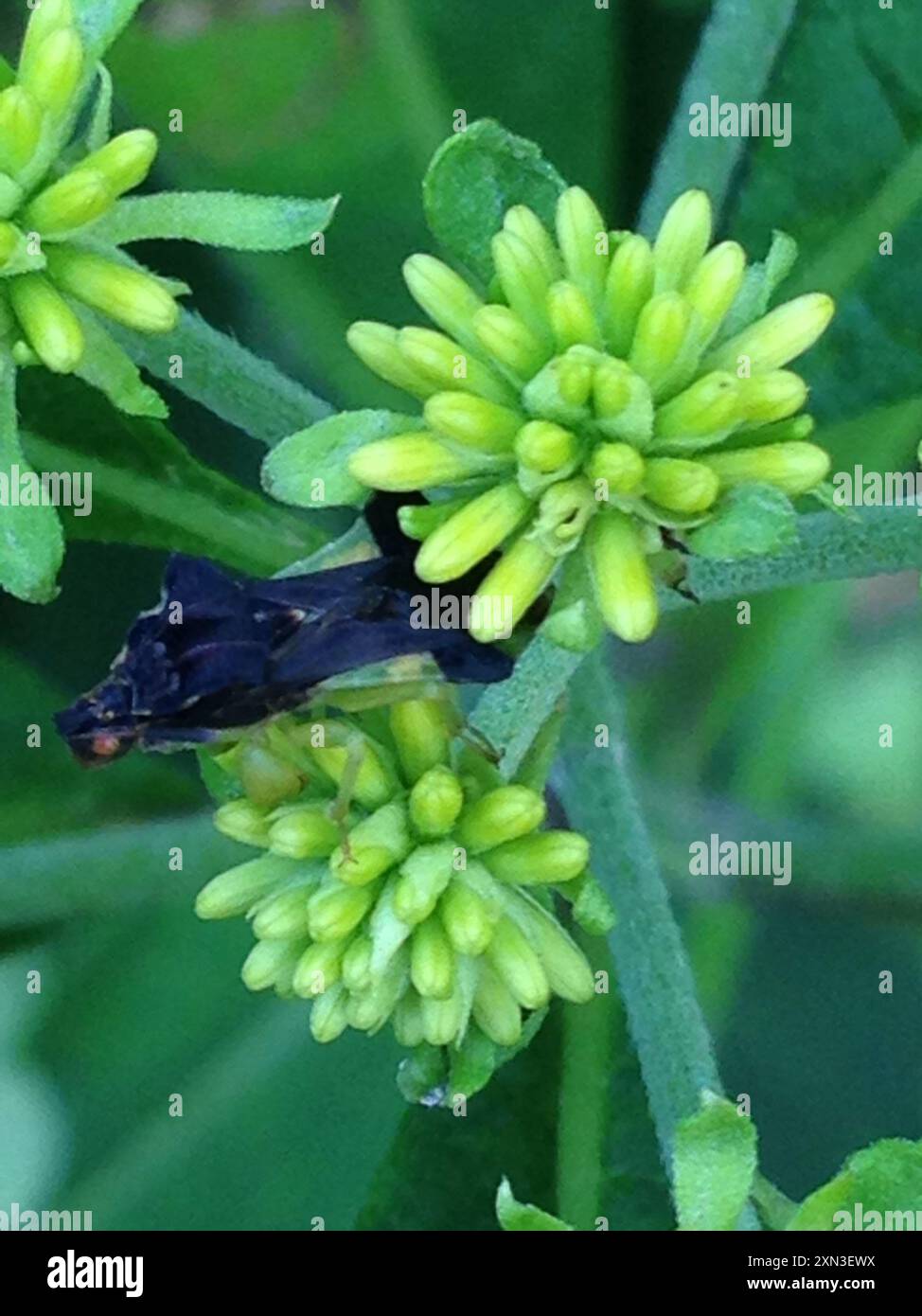 Phymata pennsylvanica hi-res stock photography and images - Alamy