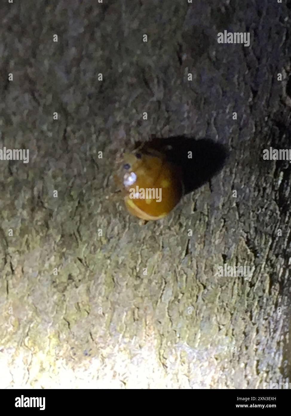 Little Arboreal Lady Beetle (Calvia decemguttata) Insecta Stock Photo ...