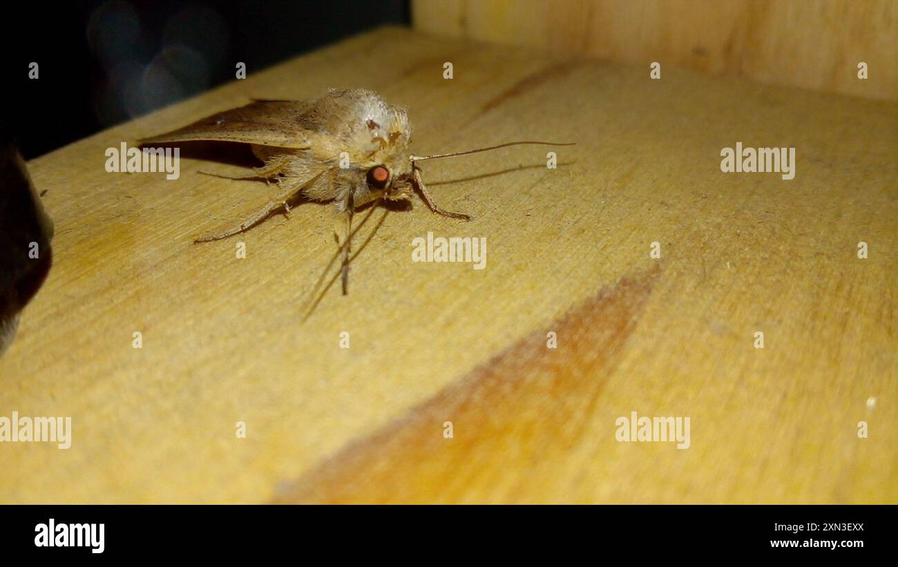 White-speck Moth (Mythimna unipuncta) Insecta Stock Photo - Alamy