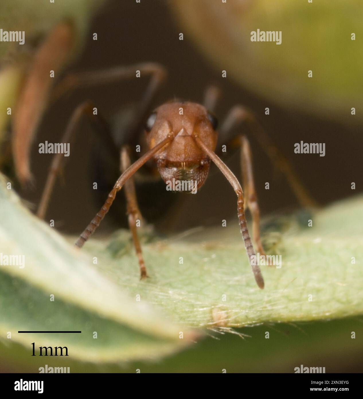 Wood, Mound, and Field Ants (Formica) Insecta Stock Photo - Alamy