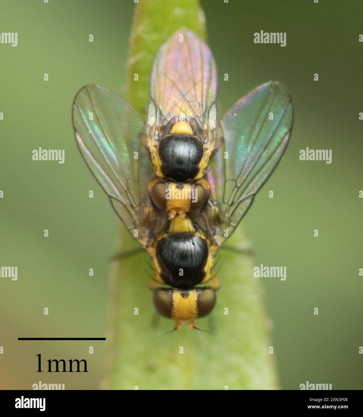 Leaf-miner Flies (Agromyzidae) Insecta Stock Photo - Alamy