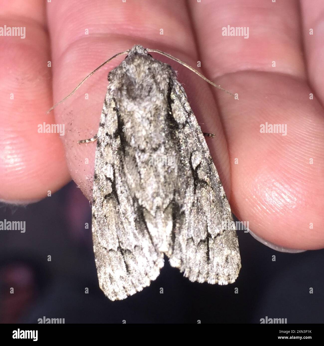Cherry Dagger (Acronicta hasta) Insecta Stock Photo - Alamy
