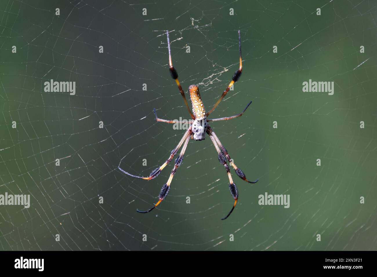 Golden Silk Spider (Trichonephila clavipes) Arachnida Stock Photo - Alamy