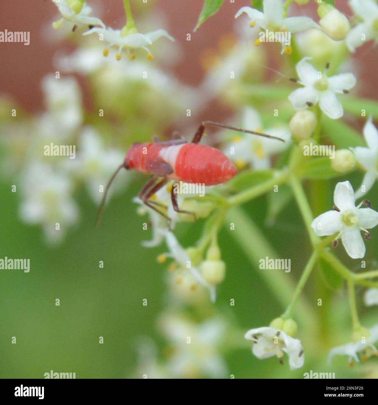 Scarlet Plant Bugs (Lopidea) Insecta Stock Photo - Alamy