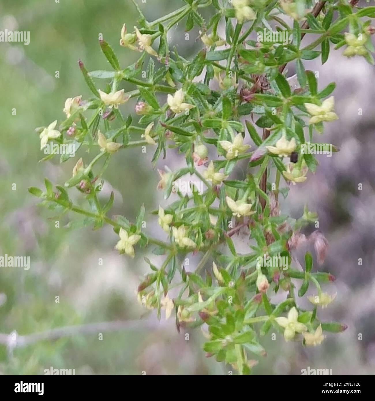 Bolander's bedstraw (Galium bolanderi) Plantae Stock Photo - Alamy