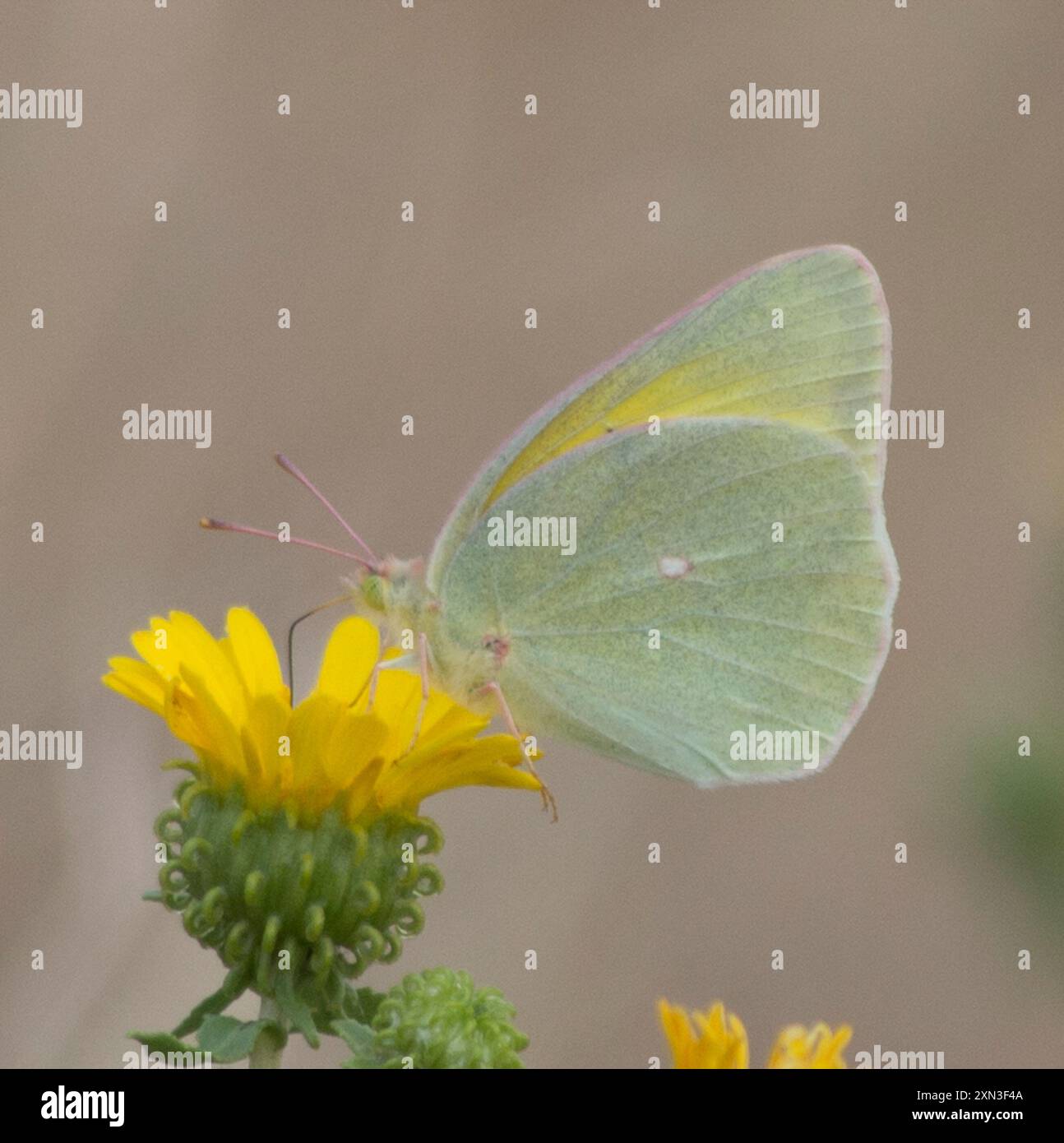 Queen alexandra sulphur hi-res stock photography and images - Alamy