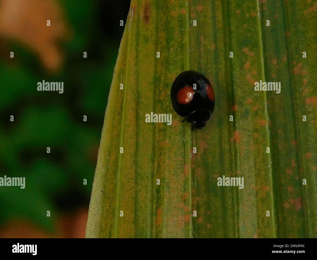 Cactus Lady Beetle (Chilocorus cacti) Insecta Stock Photo - Alamy