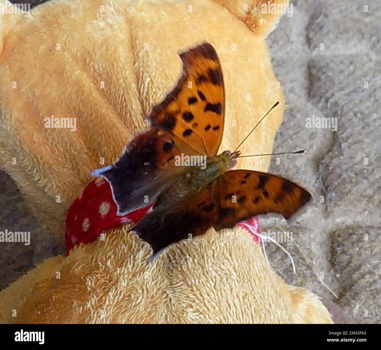 Question Mark (Polygonia interrogationis) Insecta Stock Photo - Alamy
