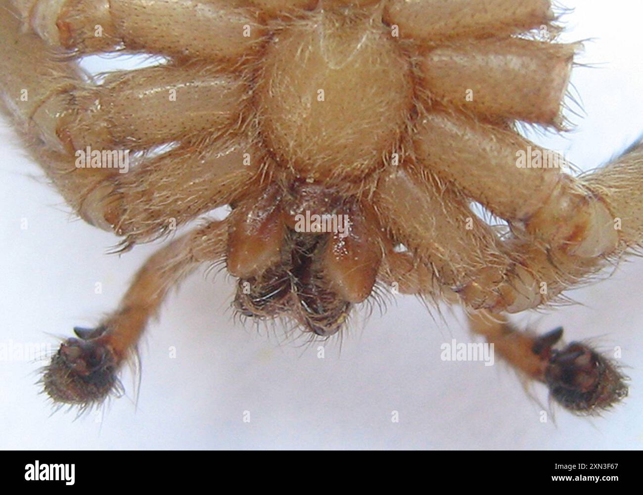 Spiders (Araneae) Arachnida Stock Photo - Alamy