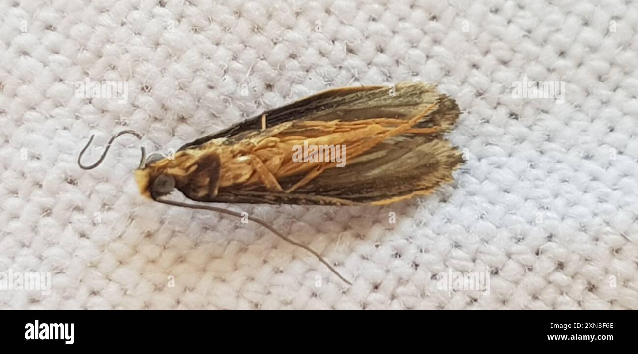 Dead Sheep Moth (Monopis ethelella) Insecta Stock Photo - Alamy