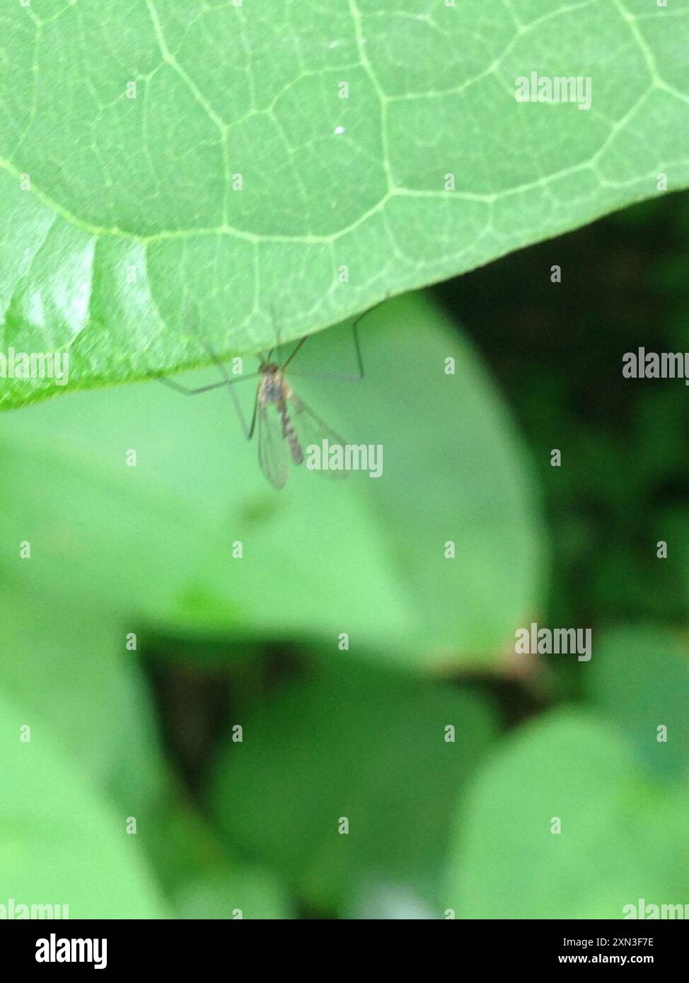 Net winged midges blephariceridae hi-res stock photography and images ...