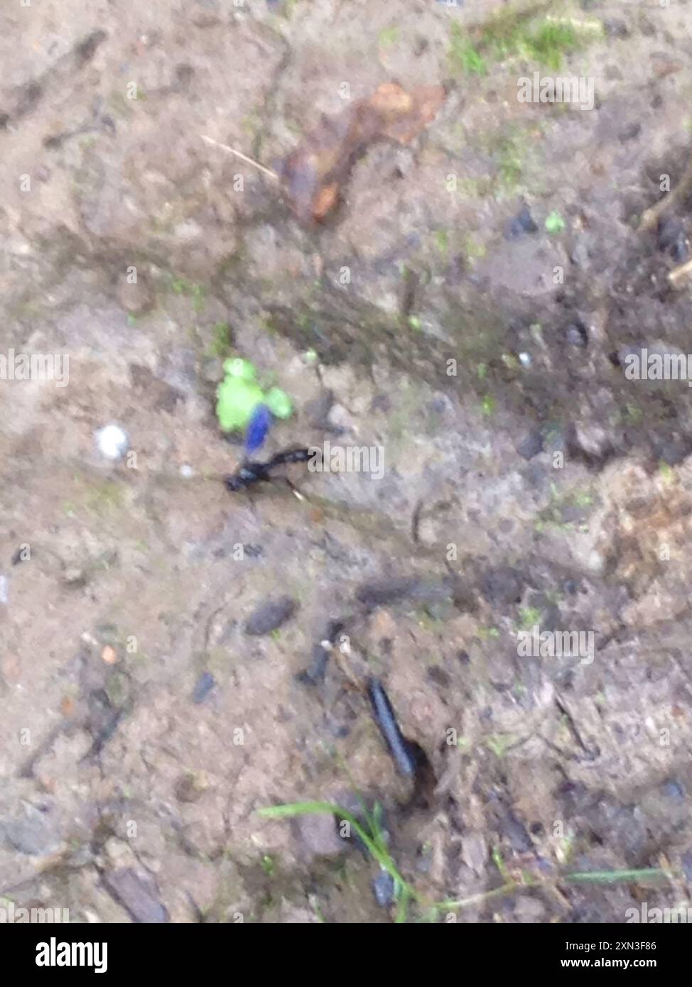 Organ-pipe Mud-dauber Wasp (Trypoxylon politum) Insecta Stock Photo - Alamy