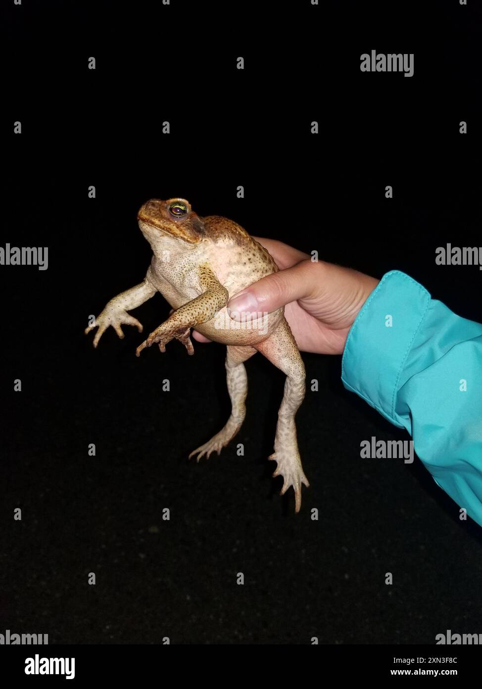 Cane Toad (Rhinella marina) Amphibia Stock Photo - Alamy