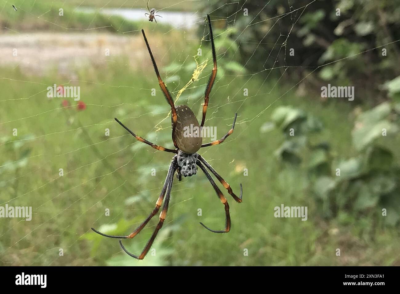 Tiger Spider (Trichonephila plumipes) Arachnida Stock Photo - Alamy