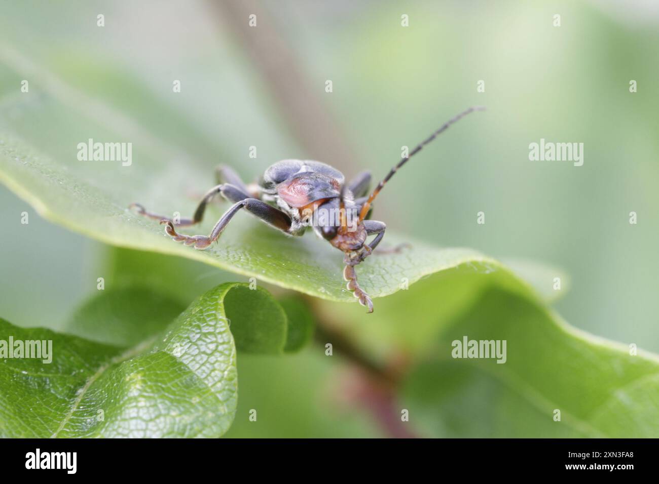 Dark Sailor Beetle (Cantharis fusca) Insecta Stock Photo - Alamy