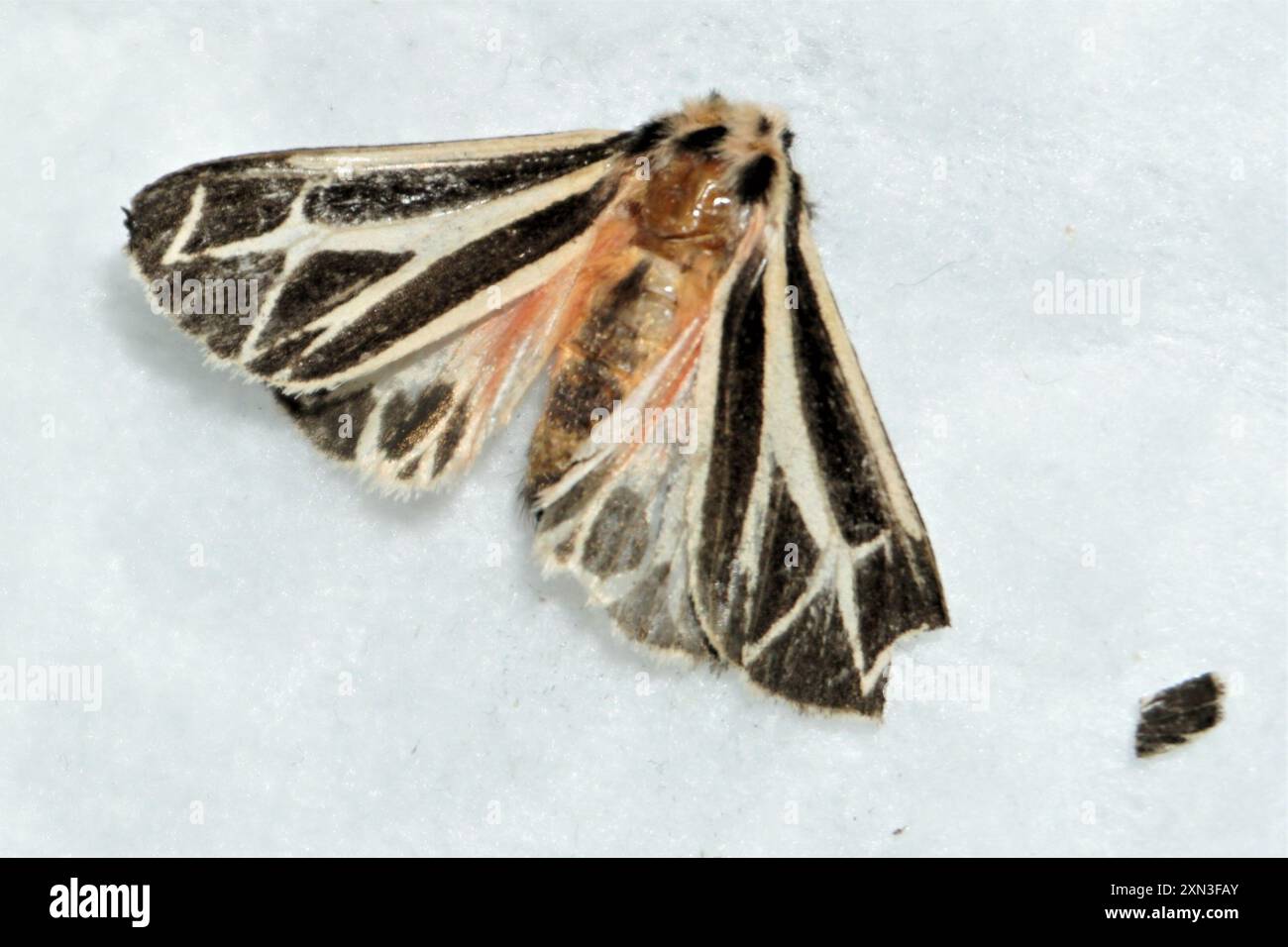 Harnessed Tiger Moth (Apantesis phalerata) Insecta Stock Photo - Alamy