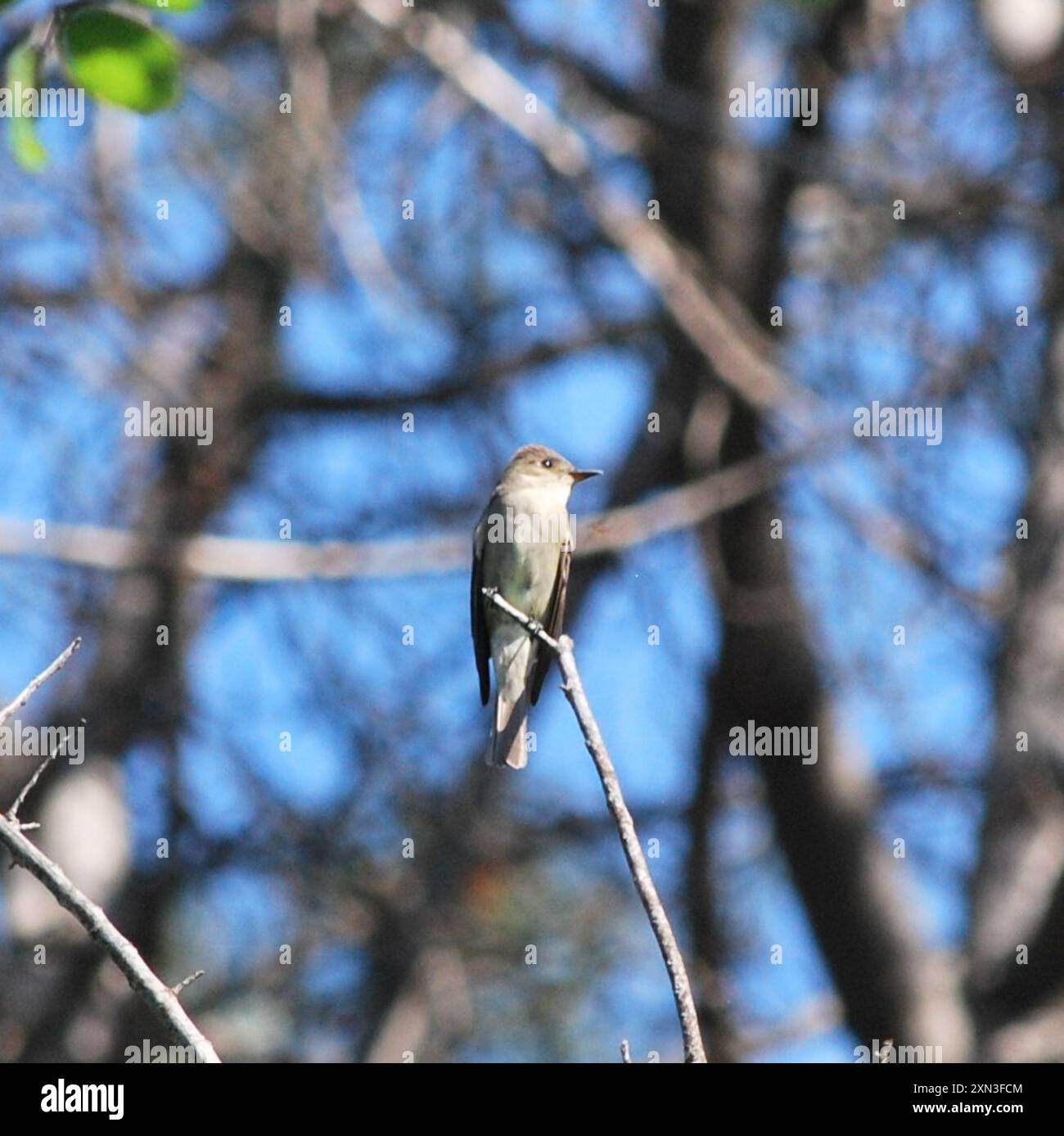 Western Wood-Pewee (Contopus sordidulus) Aves Stock Photo - Alamy
