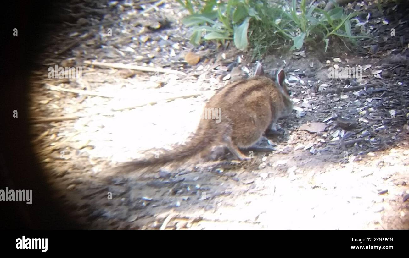 Townsend's Chipmunk (Neotamias townsendii) Mammalia Stock Photo - Alamy