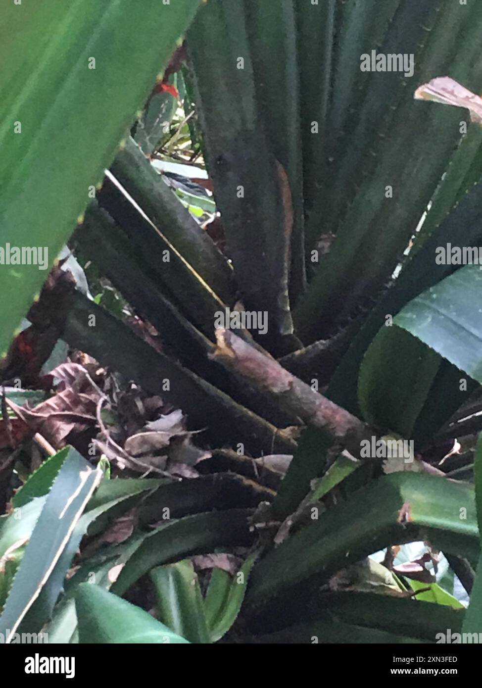 thatch screwpine (Pandanus tectorius) Plantae Stock Photo - Alamy