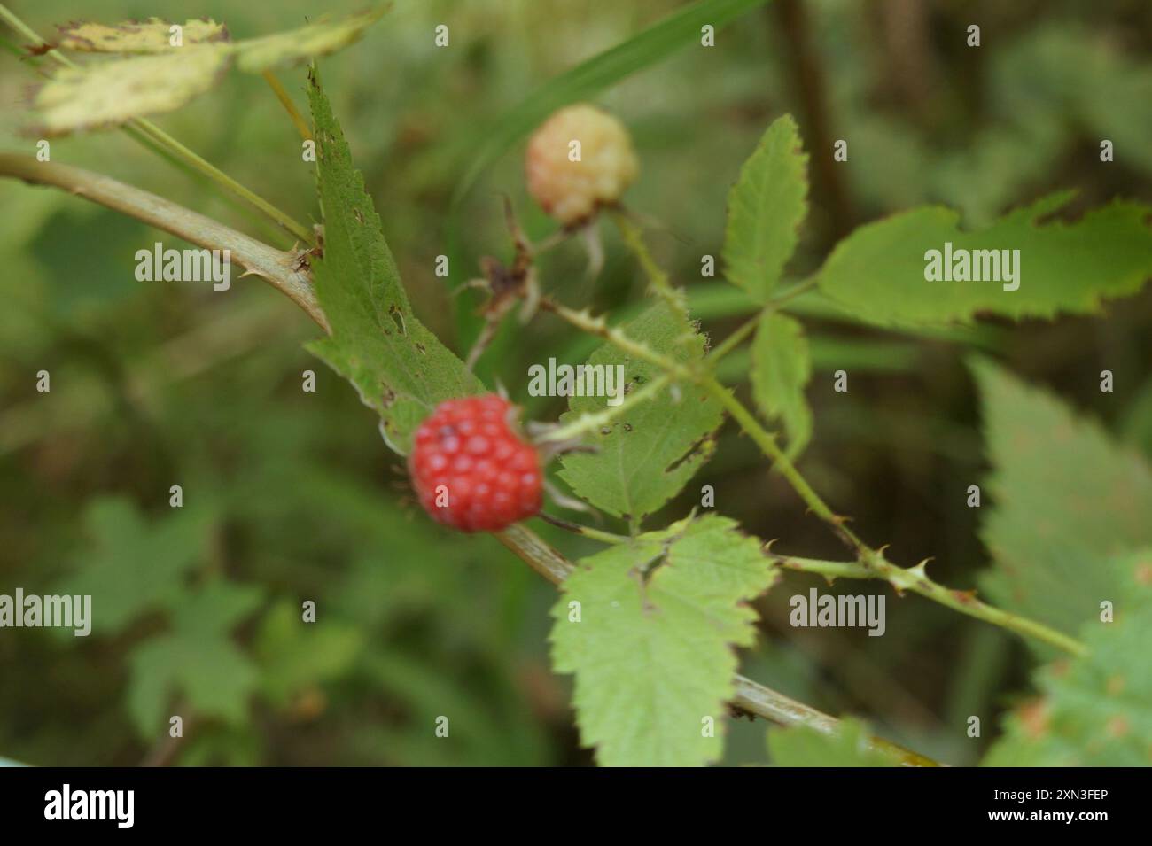 whitebark raspberry (Rubus leucodermis) Plantae Stock Photo - Alamy