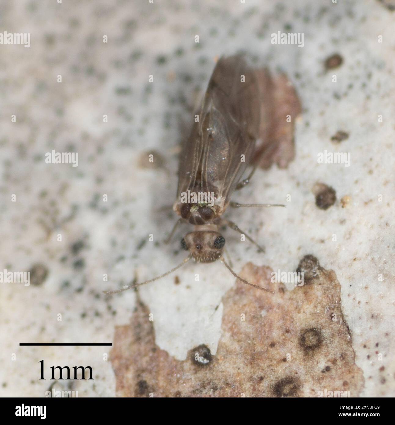 Barklice, Booklice, and Parasitic Lice (Psocodea) Insecta Stock Photo ...