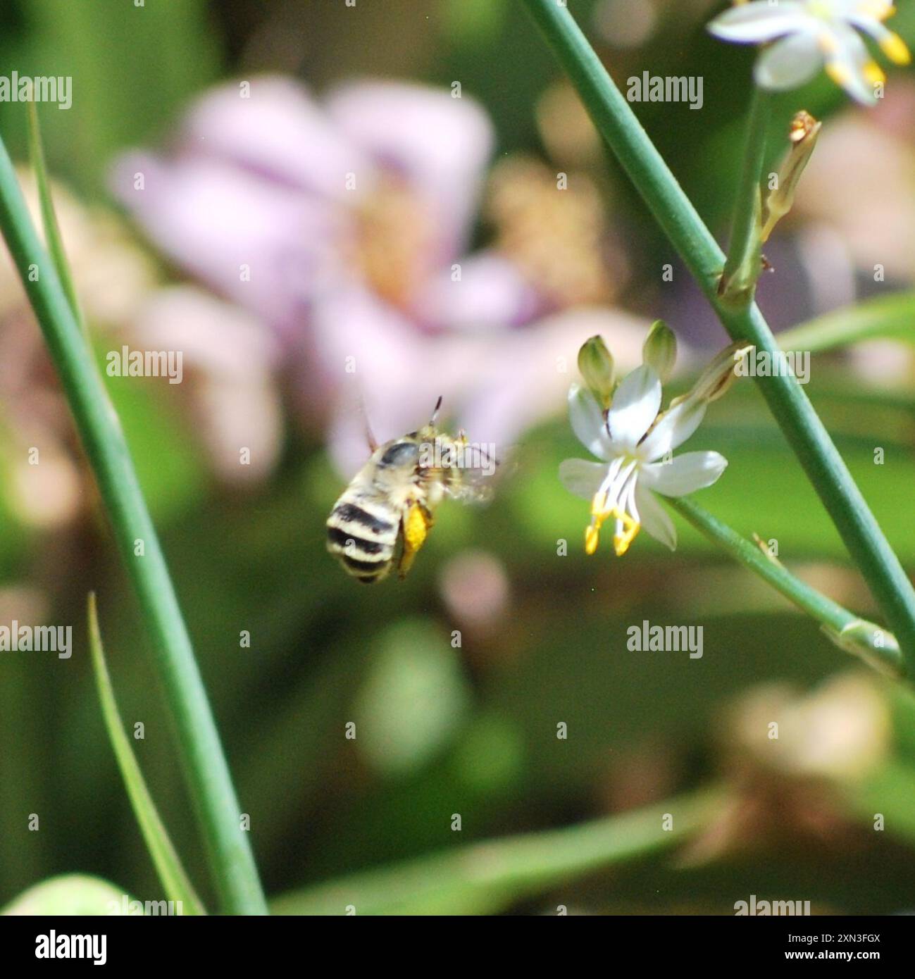 Anthophora urbana hi-res stock photography and images - Alamy
