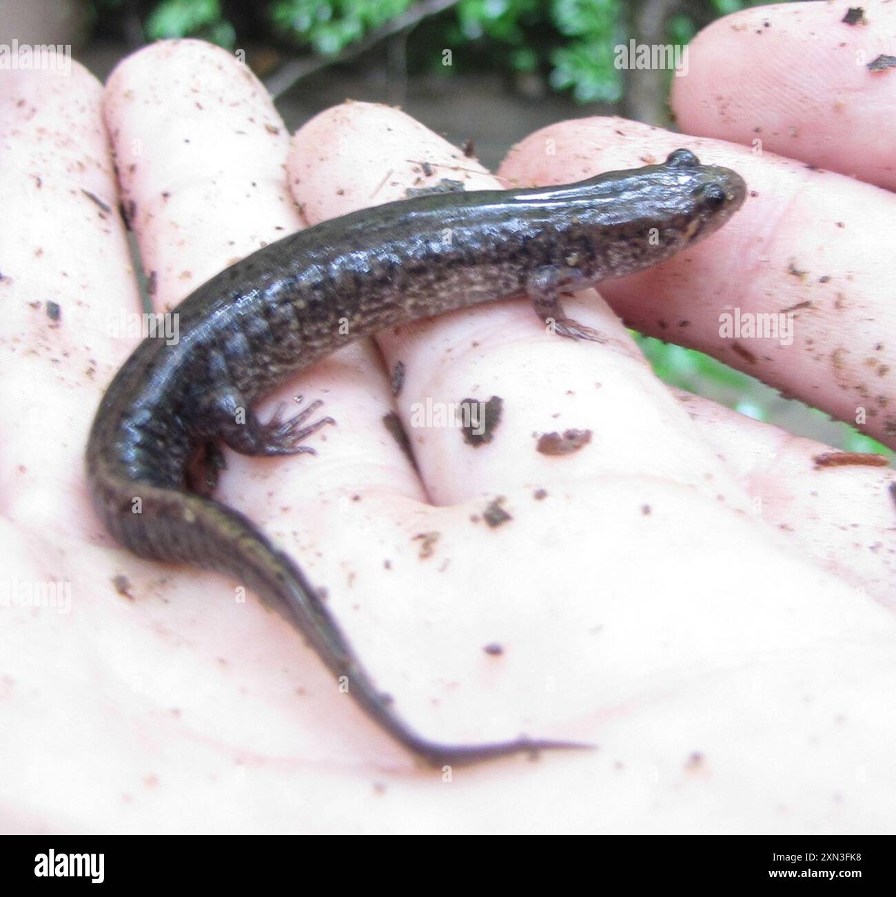 Wolf Dusky Salamander (Desmognathus lycos) Amphibia Stock Photo - Alamy