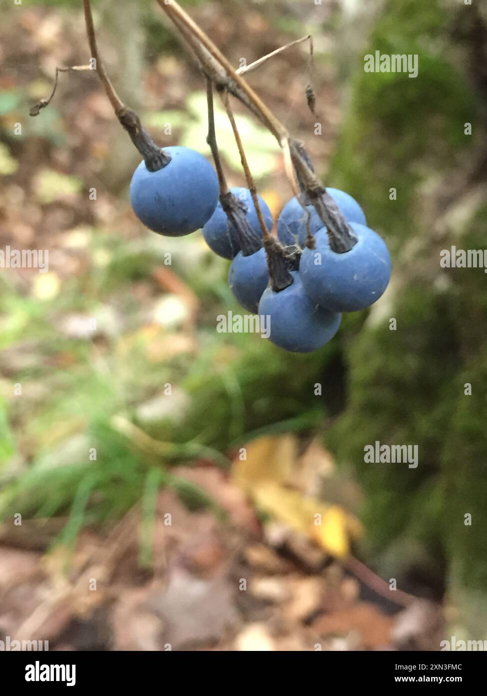 blue cohosh (Caulophyllum thalictroides) Plantae Stock Photo - Alamy