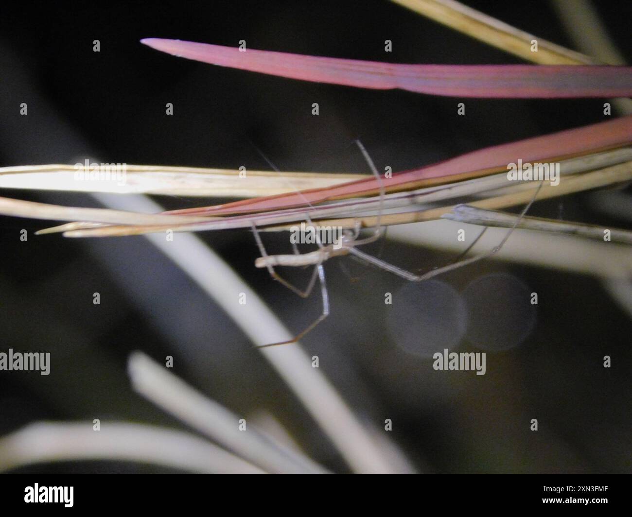 Stretch Spiders (Tetragnatha) Arachnida Stock Photo - Alamy