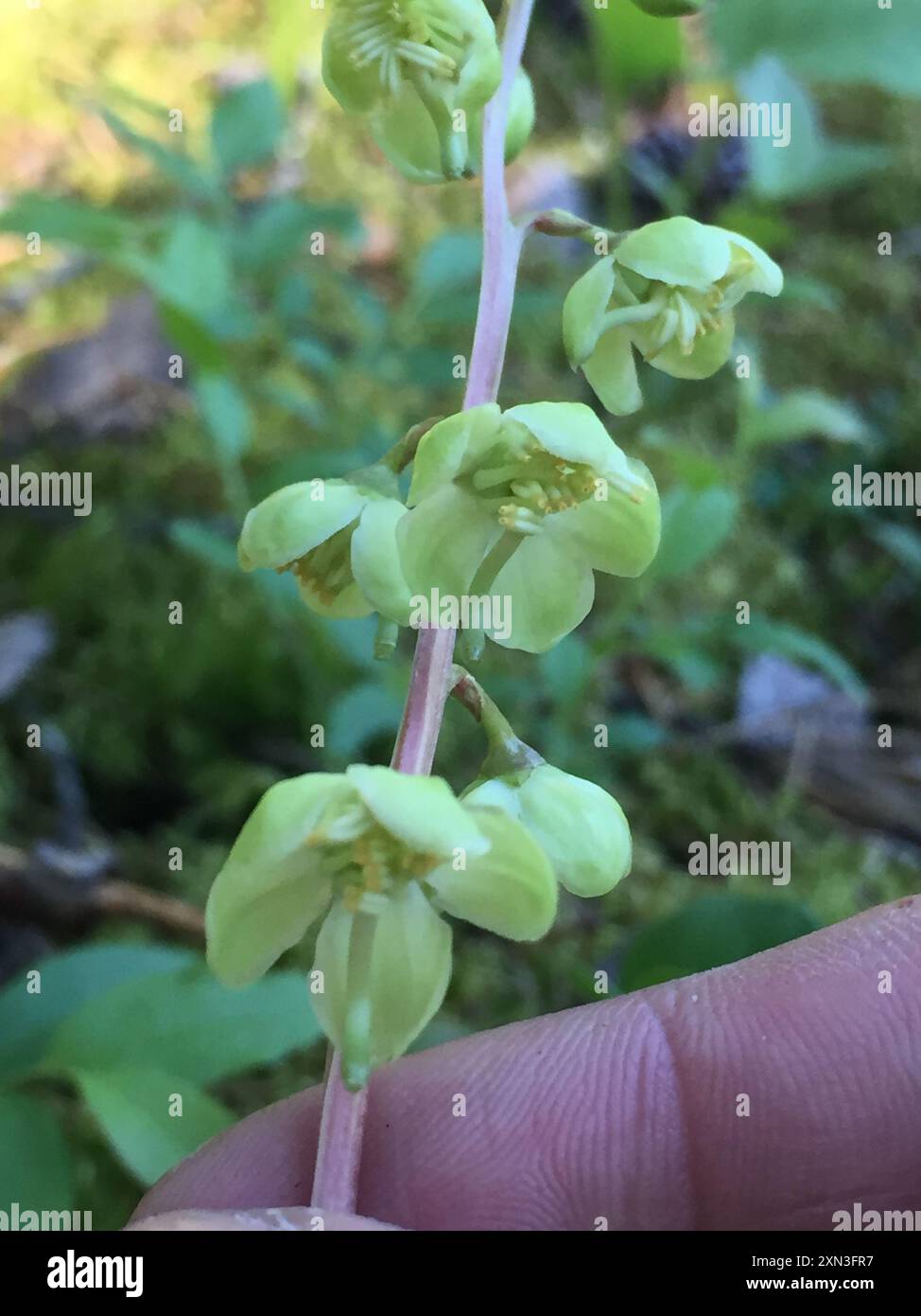 green-flowered wintergreen (Pyrola chlorantha) Plantae Stock Photo - Alamy