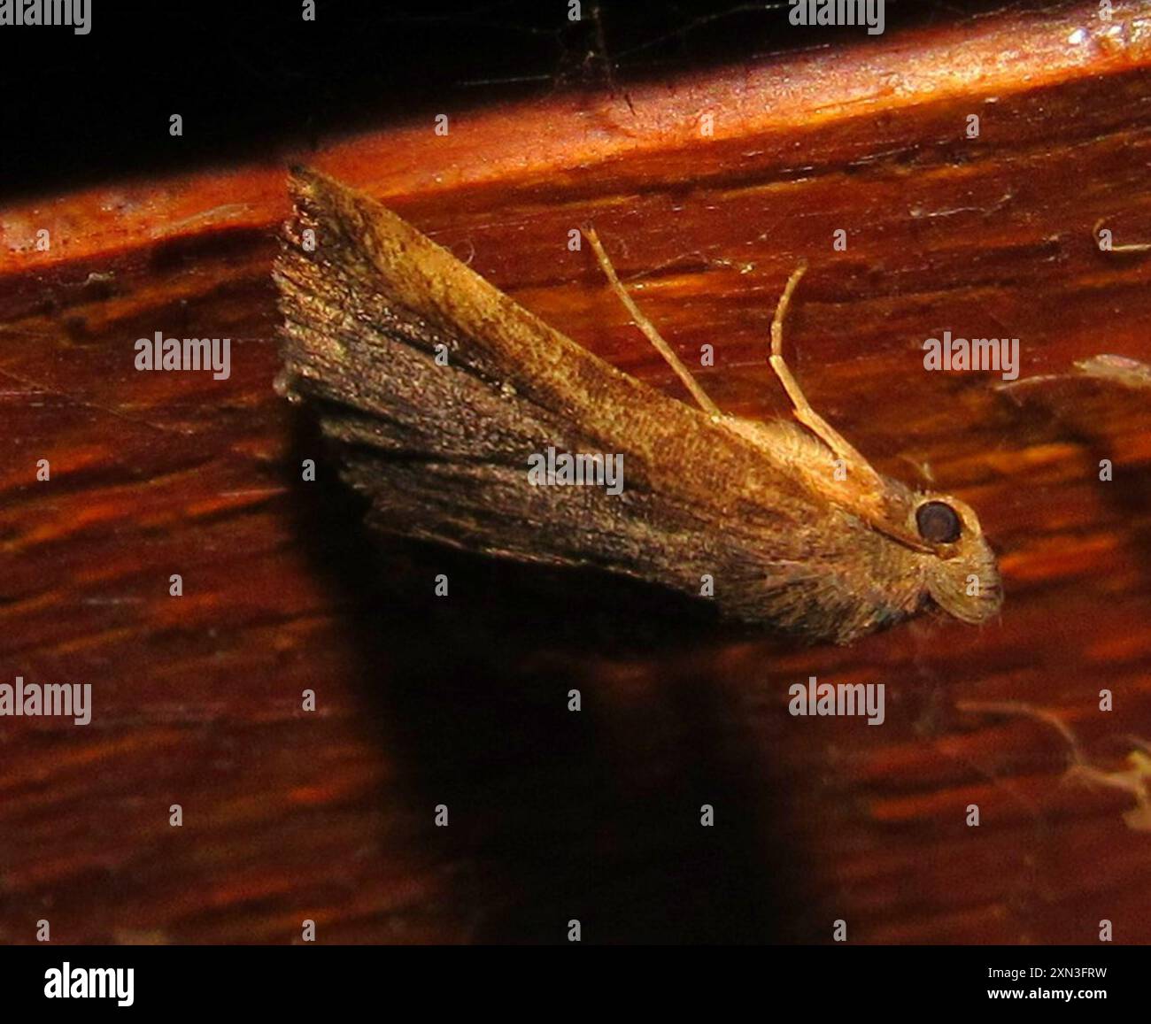 Underwing, Tiger, Tussock, and Allied Moths (Erebidae) Insecta Stock ...